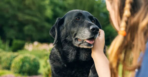 13 Signs Of Aging In Dogs And What To Do