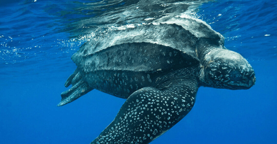 13 Species Facing Extinction From Disease And Environmental Threats