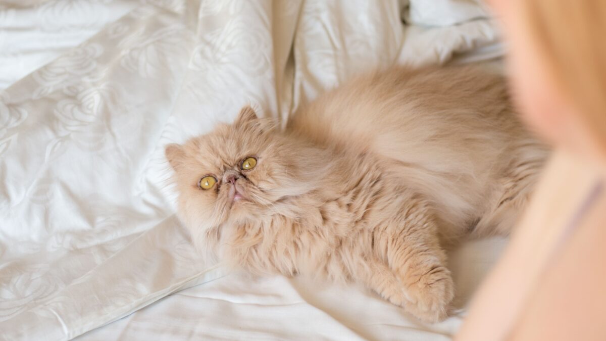 10 Domestic Cat Breeds That Closely Resemble Wild Big Cats