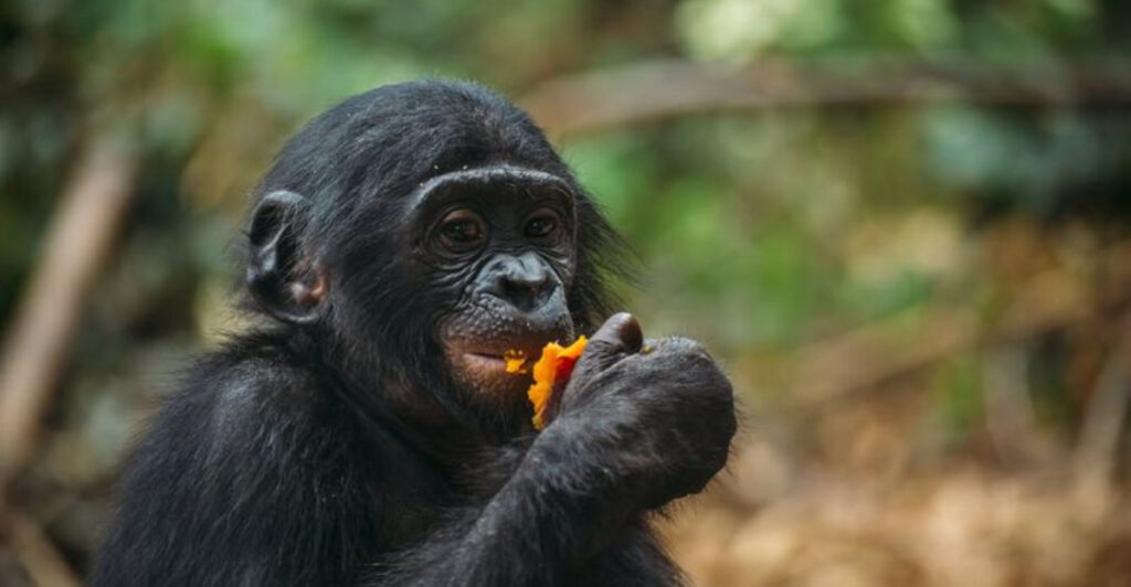 13 Wild Animals That Can Communicate Like Humans