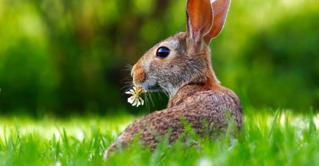 13 Plants That Naturally Repel Rabbits And Protect Your Garden