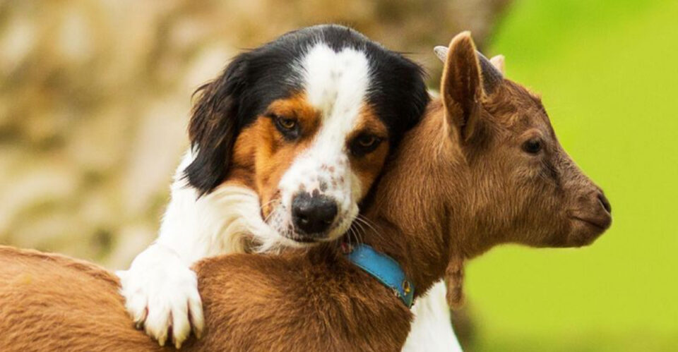 14 Animals That Make Fantastic Friends For Your Dog