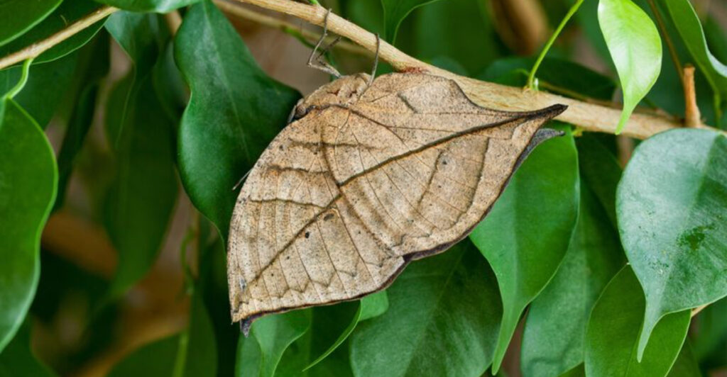 14 Animals With Amazing Camouflage Abilities