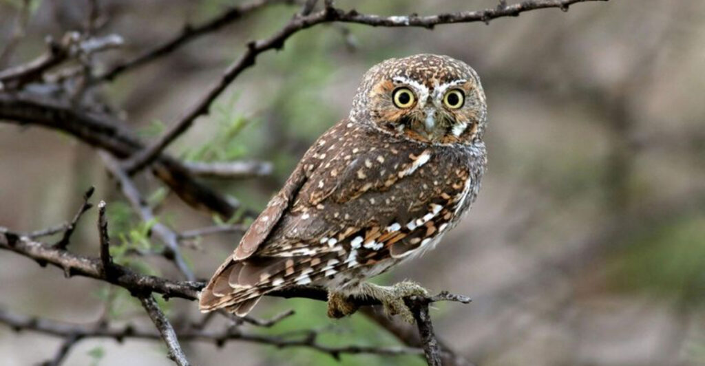 14 Animals With Incredible Hearing Capabilities