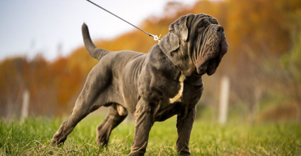14 Best Mastiff Breeds To Add To The Family