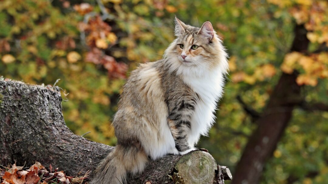 14 Domestic Cat Breeds Known For Their Incredible Strength