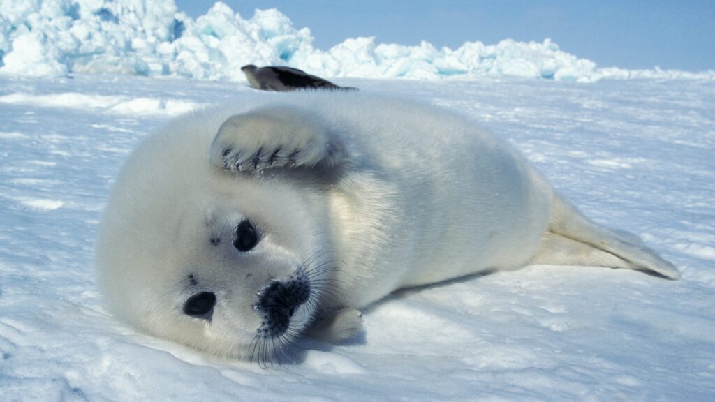 14 Fascinating Arctic Animals That Defy The Cold