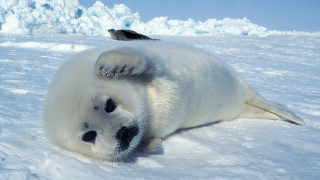 14 Fascinating Arctic Animals That Defy The Cold