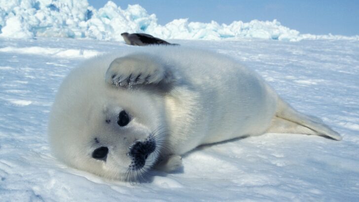 14 Fascinating Arctic Animals That Defy The Cold