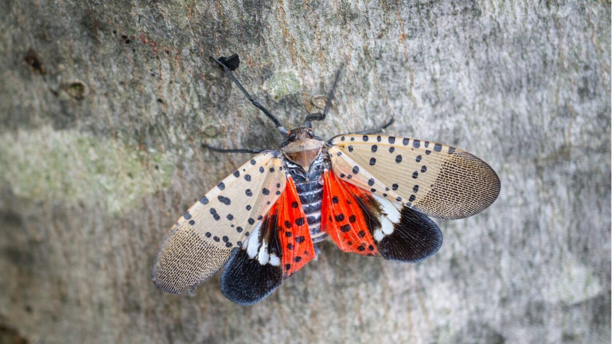 14 Harmful Insects You Should Never Ignore