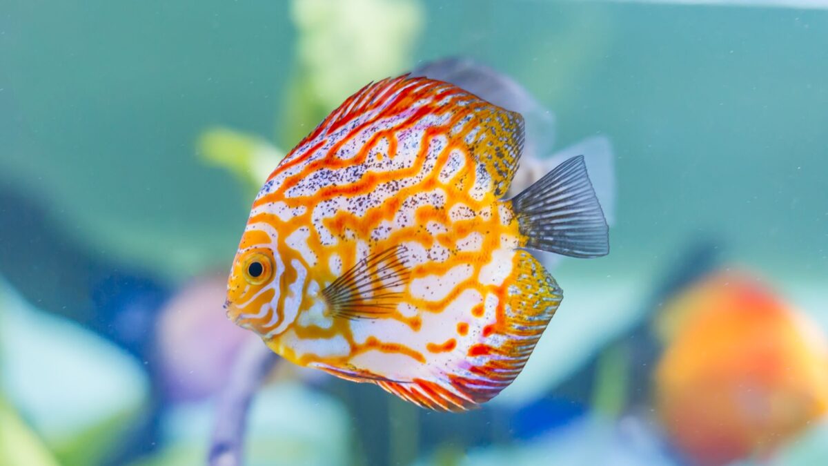 14 Interesting Facts About The Beautiful Discus Fish