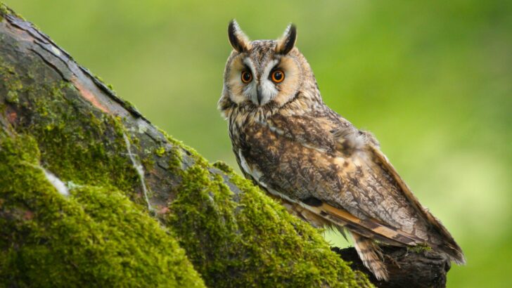 14 Must-See Owls Found Across North America