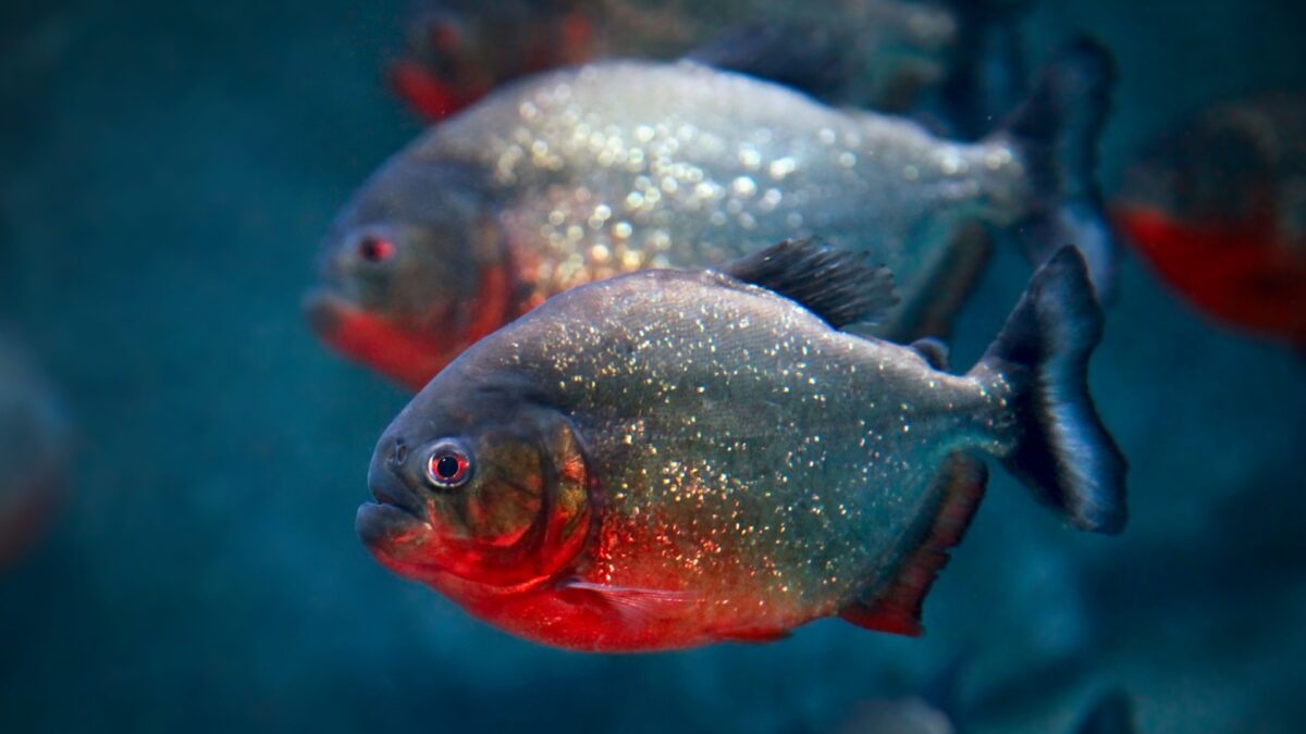 14 Myths About Piranhas You Should Stop Believing