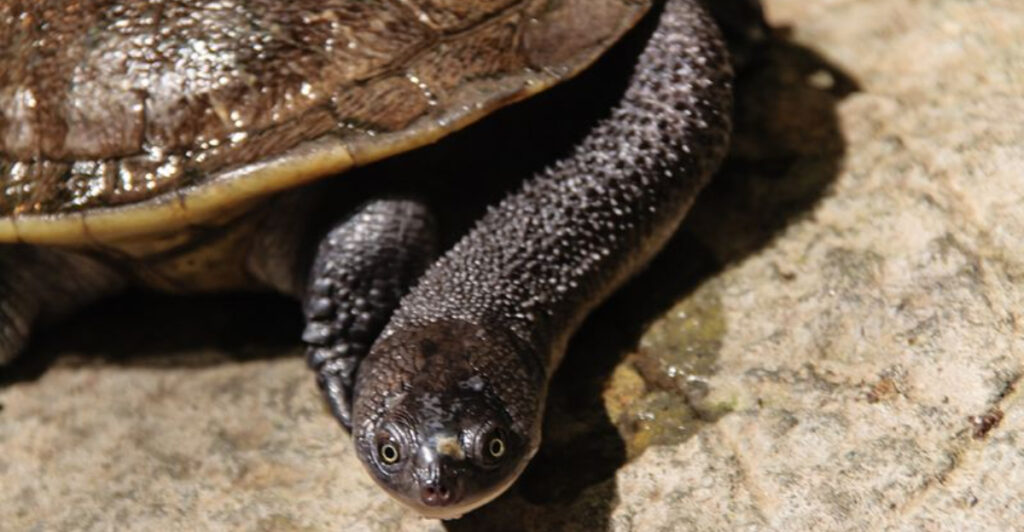 14 Rare Turtle Species You Probably Don’t Know Exist