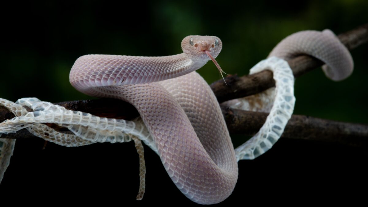 14 Shedding Superstars Of The Animal Kingdom