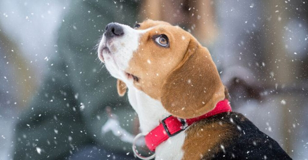 15 Ways To Interpret What Your Dog's Barking Really Means