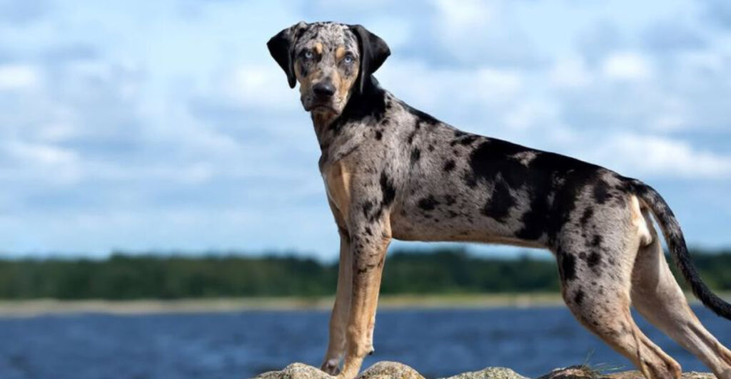 14 Unique American Dog Breeds Every Dog Lover Should Know About