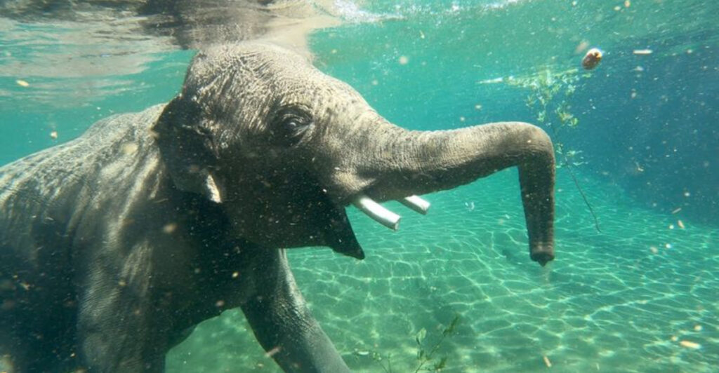 15 Baby Animals That Look Completely Different From Their Parents