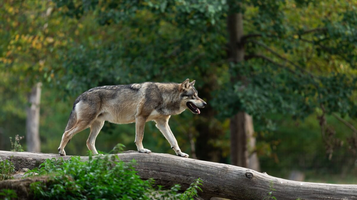 15 Best National Parks To See Wolves