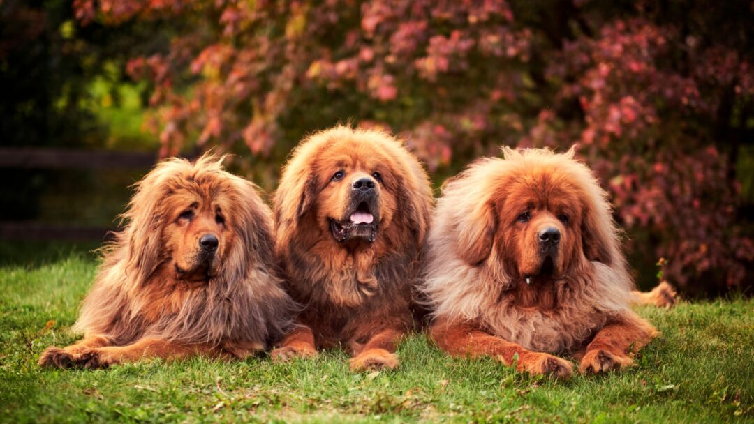 15 Coolest Dog Breeds With Unforgettable Traits