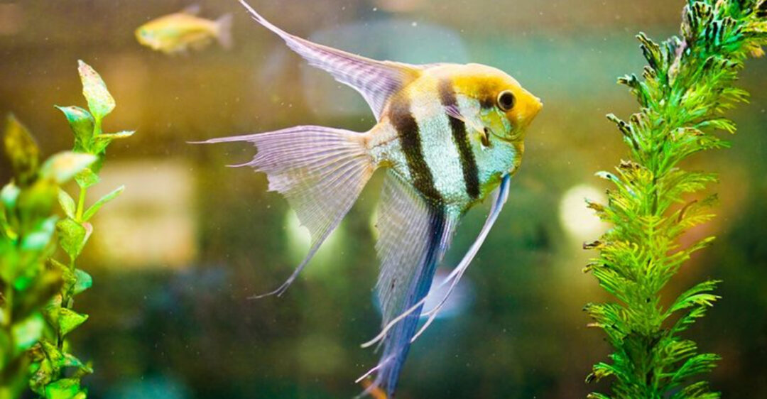 15 Cutest Fish To Consider Adding To Your Home Aquarium