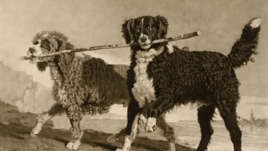 15 Extinct Dog Breeds And Their Lasting Legacy