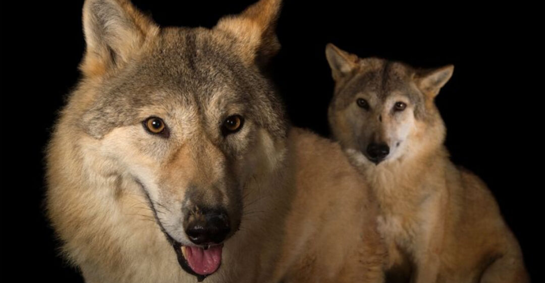 15 Facts About The Elusive Himalayan Wolf