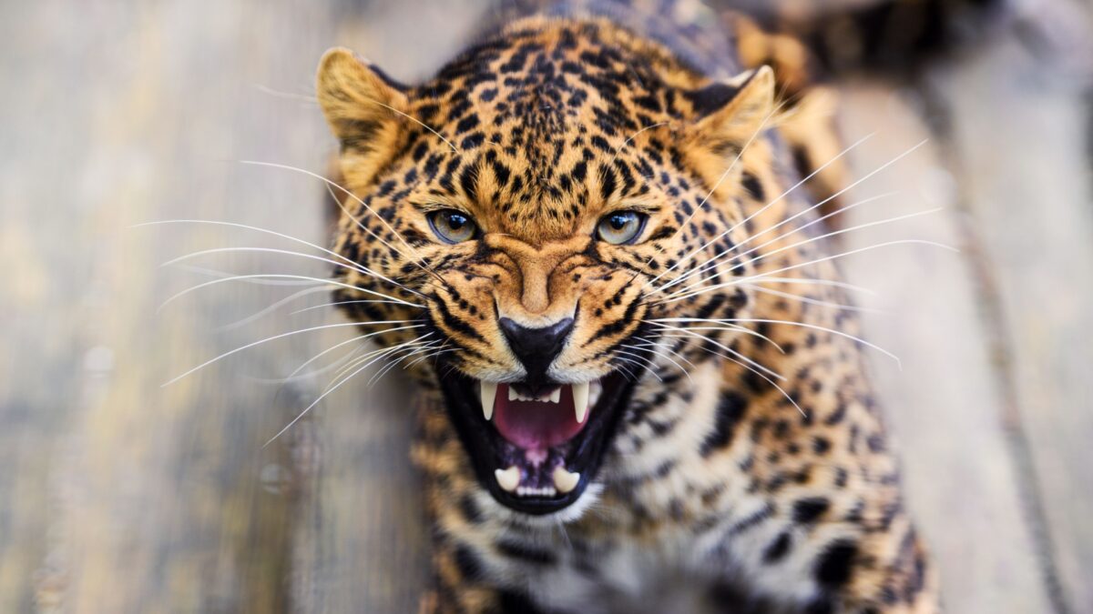15 Highly Aggressive Animals That Are Best Left Alone