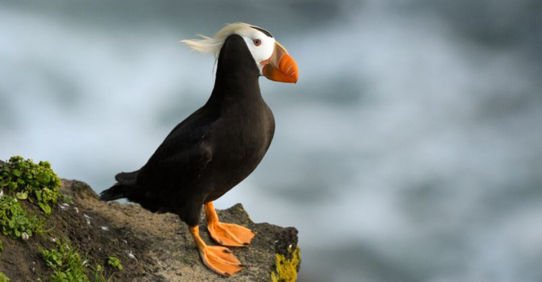 15 Incredible Animals You’ll Find In Alaska’s Untamed Wilderness