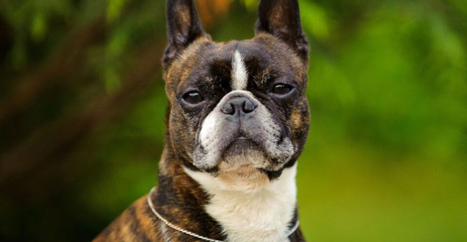 12 Most Well-Behaved Dog Breeds (And 10 That Are More Challenging)