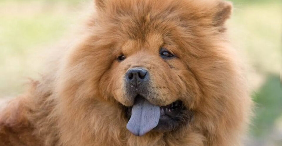 15 Most Protective Dog Breeds That Take Their Job Seriously