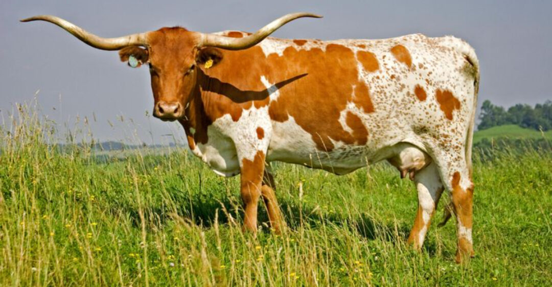 15 Of The Most Expensive Livestock You Can Own