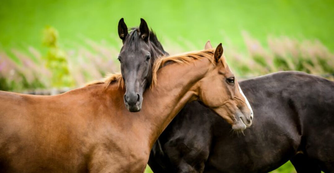 15 Reasons To Choose A Horse Over A Dog (If You Have The Land And Love ...