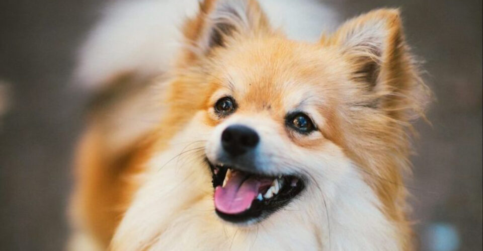 15 Spitz Dog Breeds That Truly Embody The Spitz Spirit