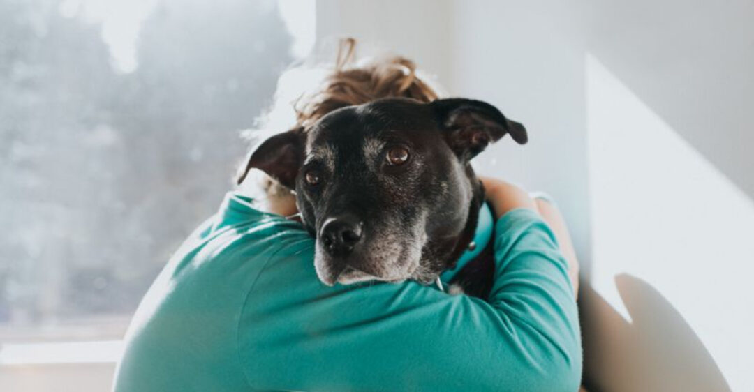 15 Things Your Dog Would Want You To Know After They’re Gone