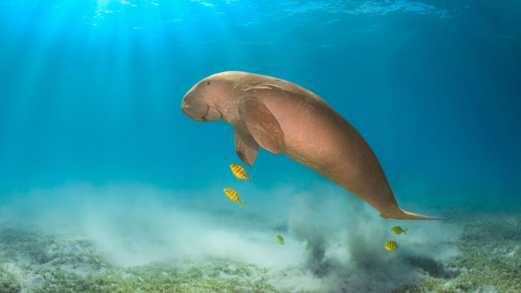 15 Timeless Sea Creatures That Lived Before Dinosaurs