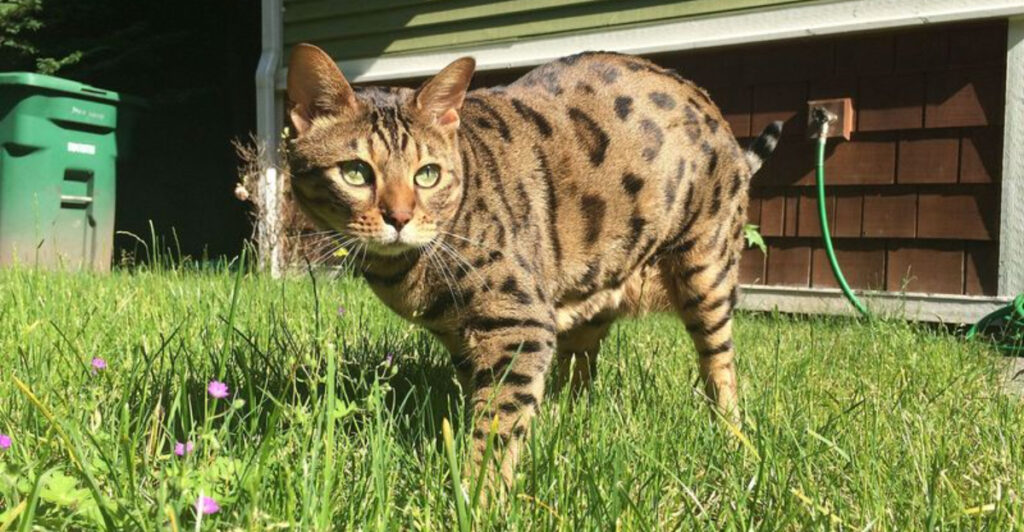 15 Wild Traits That Make Bengal Cats Less Domestic Than You Think