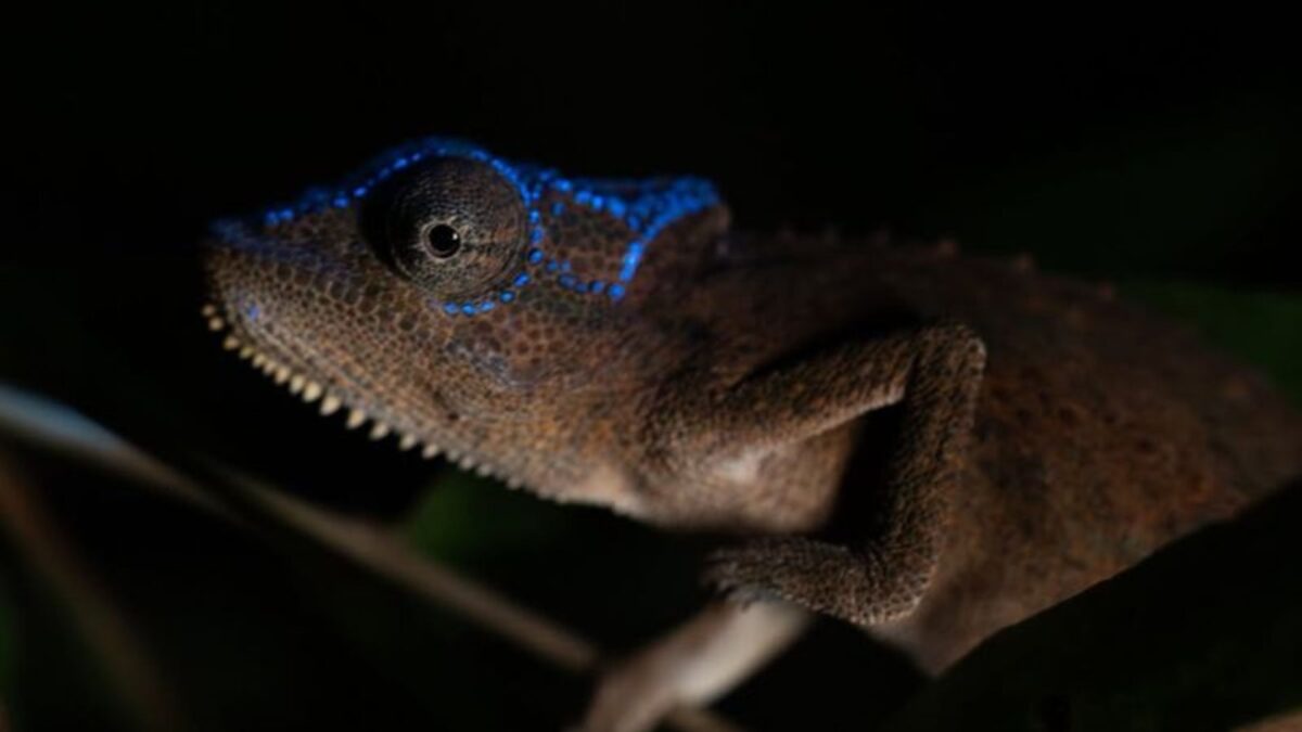15 Wildlife Wonders That Shine Under UV Light
