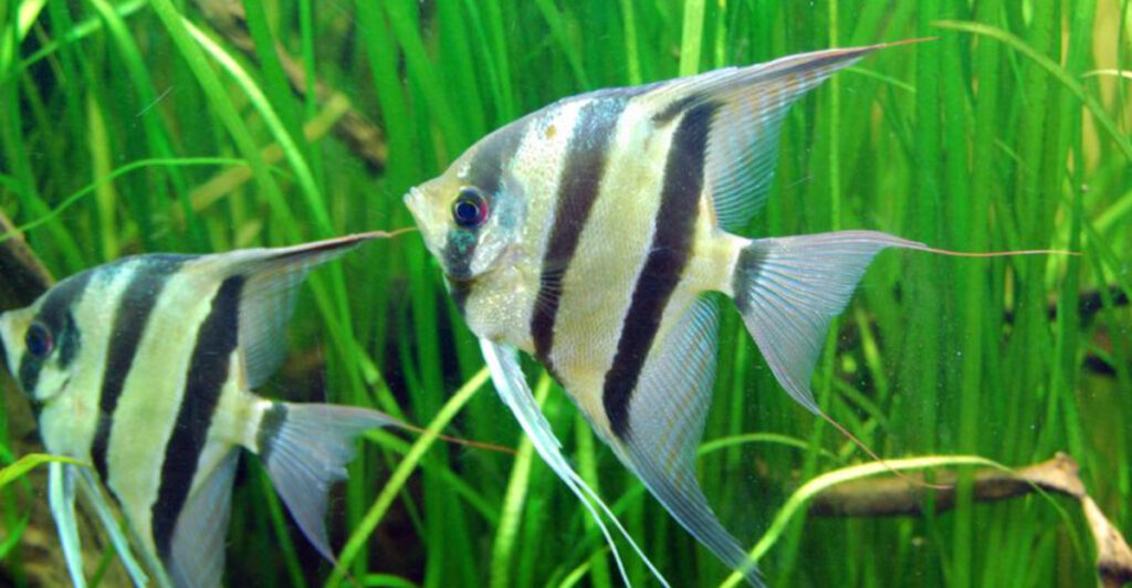 16 Aquarium Fish That Can Be More Aggressive Than You Think