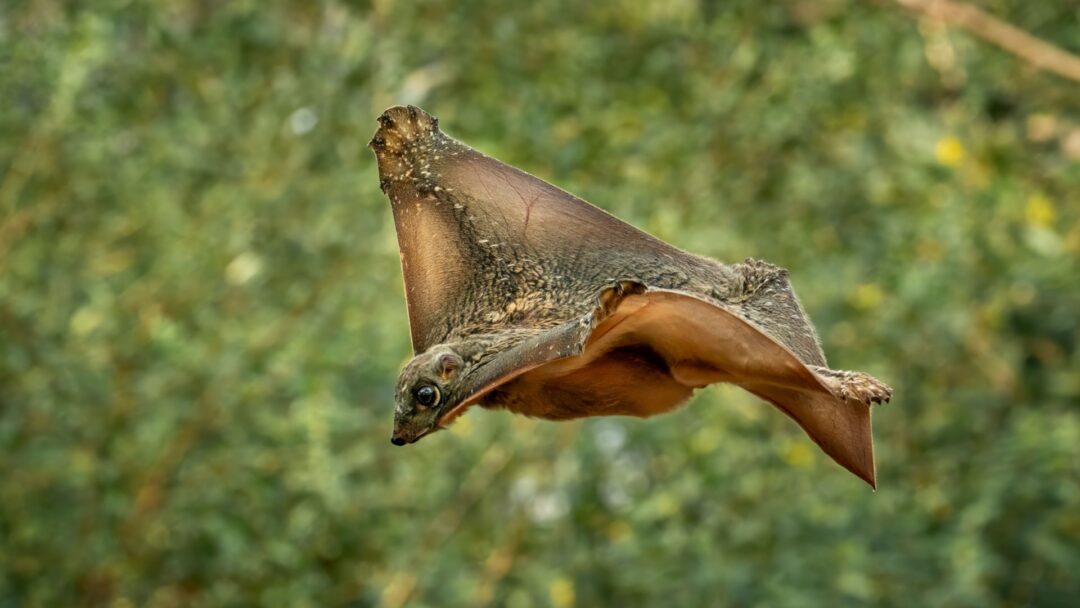 16 Creatures You’d Never Guess Can Fly