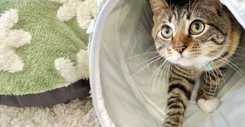 16 Essential Items To Make Your Cat’s Life More Enjoyable (And Yours Too!)