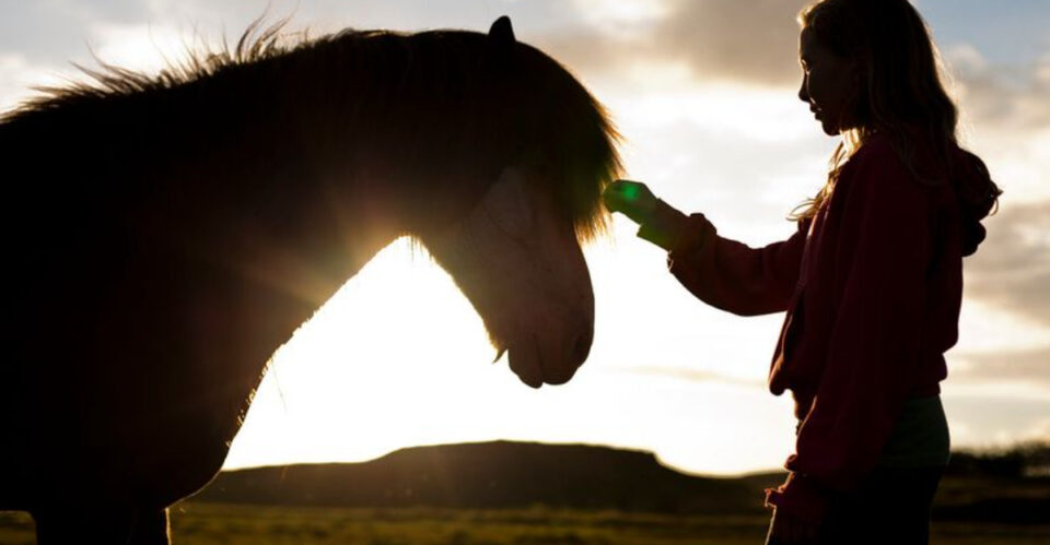 16 Fascinating Facts About Horse Intelligence And Communication