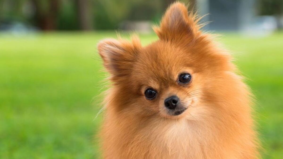 14 Friendly Looking Dogs You Don't Want To Mess With