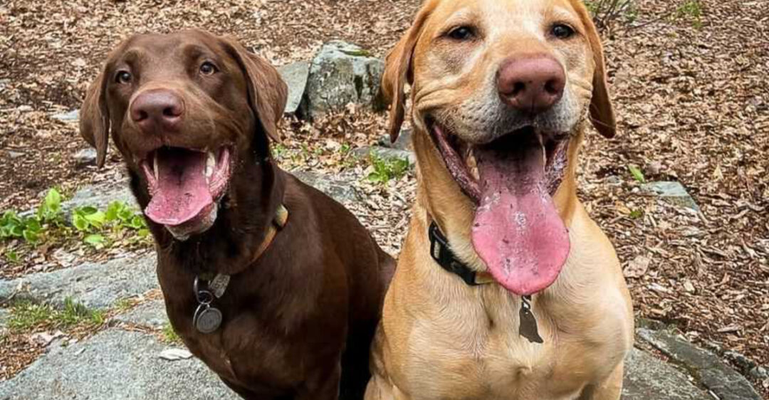 16 Obedient Dog Breeds That Excel At Off-Leash Training (And 5 That Can ...