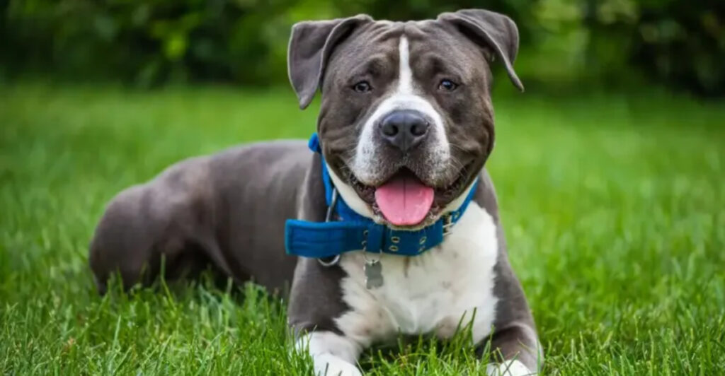 16 Pit Bull-Like Dog Breeds You Should Know