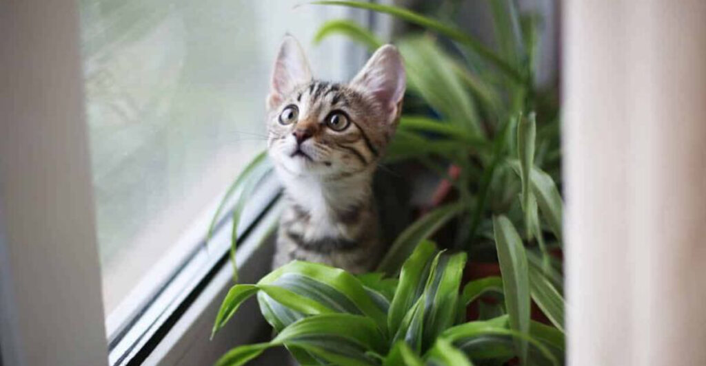 16 Simple Tips To Keep Your Cat Away From Your Plants