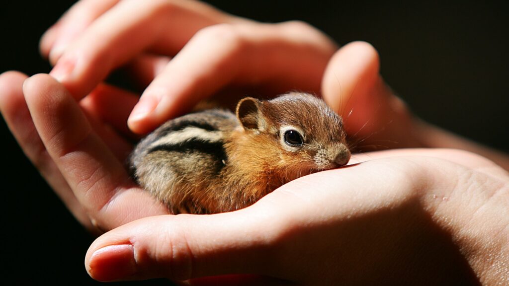 16 Small Mammals That Bring Big Joy To Families