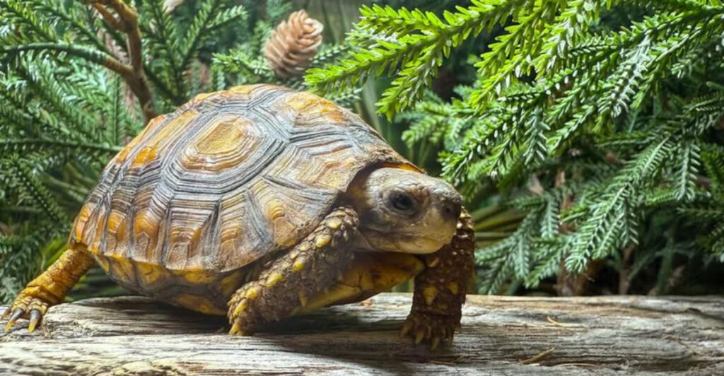 16 Surprising Things You Never Knew About Tortoise’s Amazing Shell