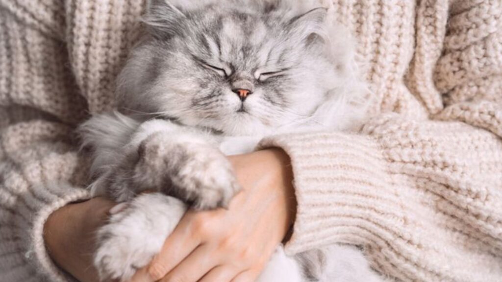 17 Cat Breeds That Prefer Human Companionship