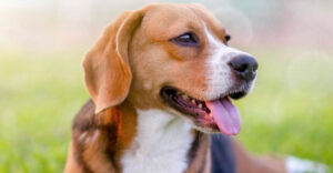 17 Intriguing Dog Symbolisms And Their Meanings